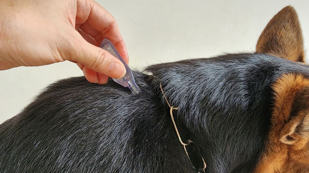 Infestação de Pulgas: 7 Passos Essenciais para Eliminar de Vez da Sua ...